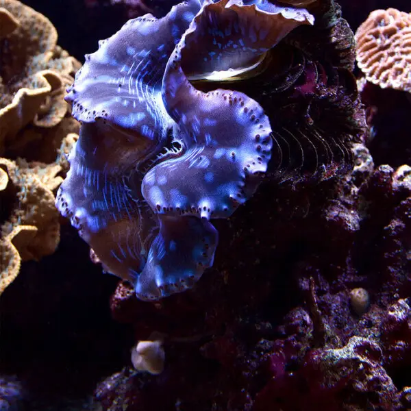 Maxima clam - Facts, Diet, Habitat & Pictures on Animalia.bio