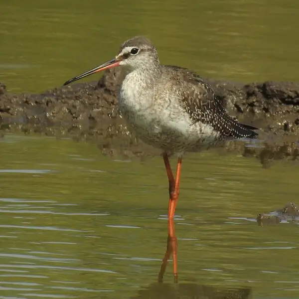 Spotted redshank - Facts, Diet, Habitat & Pictures on Animalia.bio