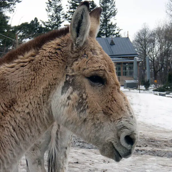 Turkmenian kulan - Facts, Diet, Habitat & Pictures on Animalia.bio