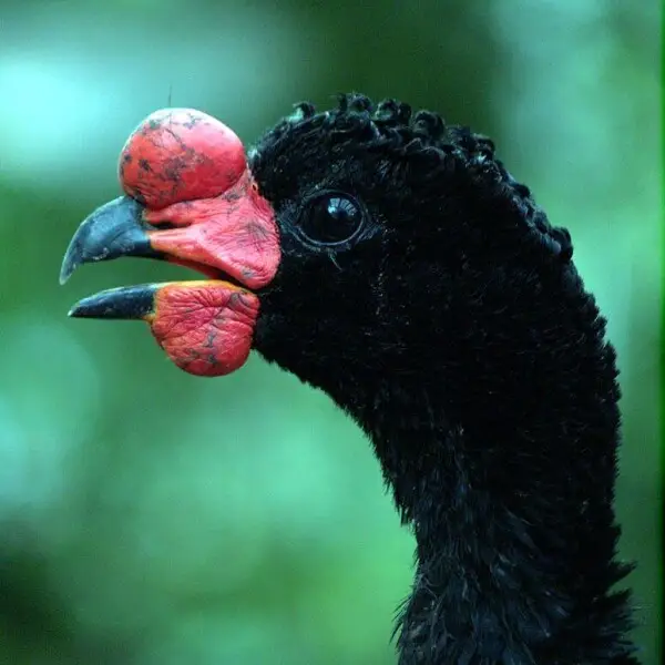 Wattled curassow - Facts, Diet, Habitat & Pictures on Animalia.bio