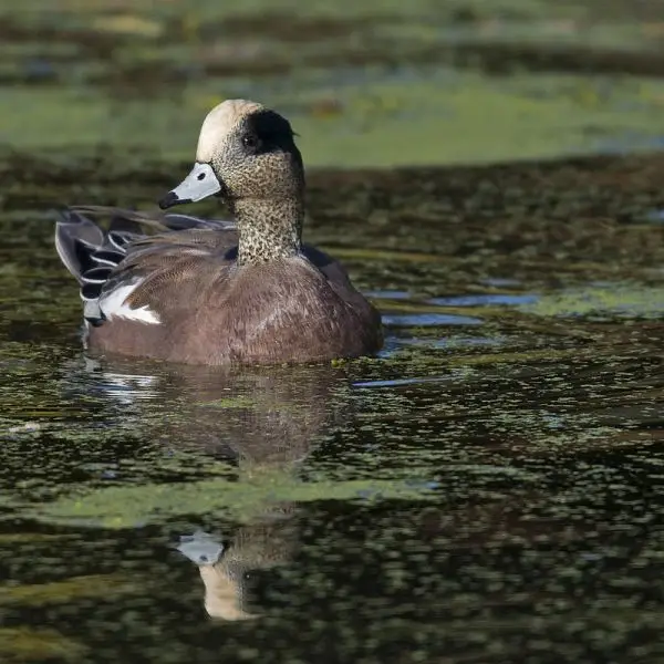 American Wigeon - Facts, Diet, Habitat & Pictures on Animalia.bio