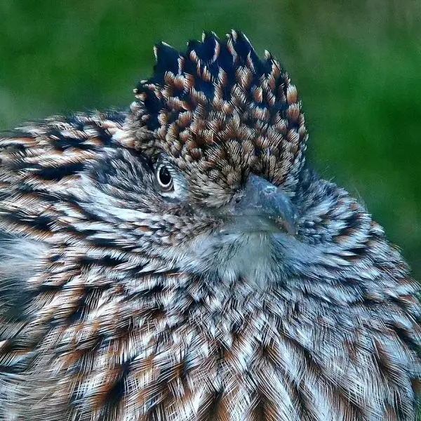Lesser Roadrunner - Facts, Diet, Habitat & Pictures on Animalia.bio