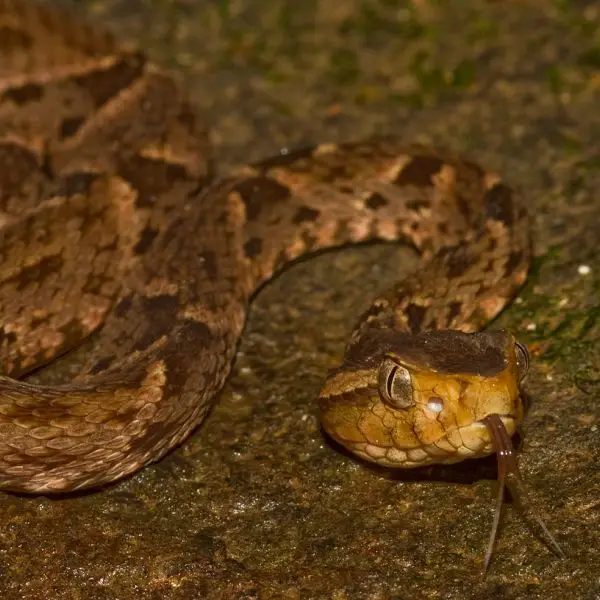Fer-de-lance - Facts, Diet, Habitat & Pictures on Animalia.bio