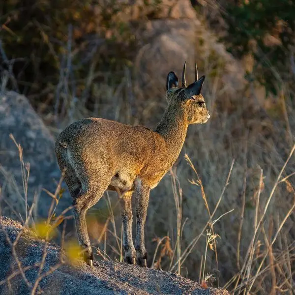 Klipspringer - Facts, Diet, Habitat & Pictures on Animalia.bio
