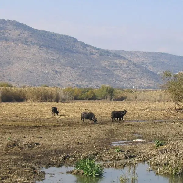 Water Buffalo - Facts, Diet, Habitat & Pictures on Animalia.bio