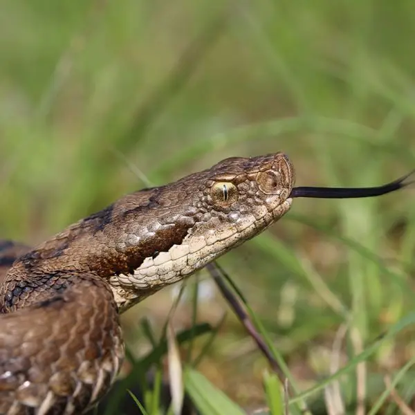 Asp Viper - Facts, Diet, Habitat & Pictures on Animalia.bio