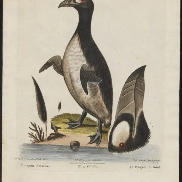 Great Auk - Facts, Diet, Habitat & Pictures on Animalia.bio