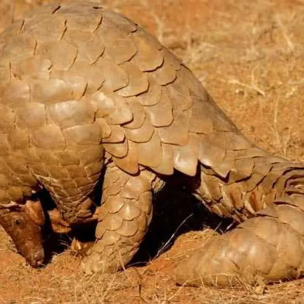 Indian Pangolin - Facts, Diet, Habitat & Pictures on Animalia.bio