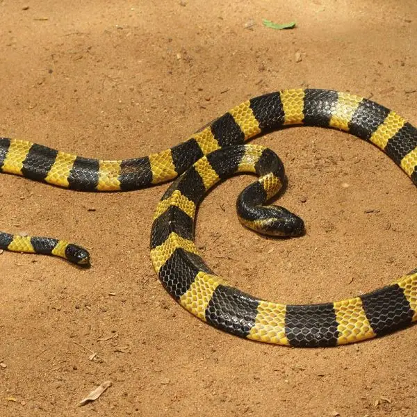 Banded Krait - Facts, Diet, Habitat & Pictures on Animalia.bio