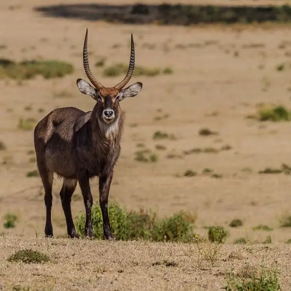 Waterbuck - Facts, Diet, Habitat & Pictures on Animalia.bio