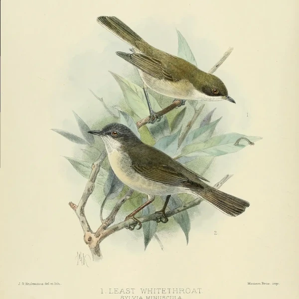 Curruca minula - факти, дієта, ареал і фотографії на Animalia.bio