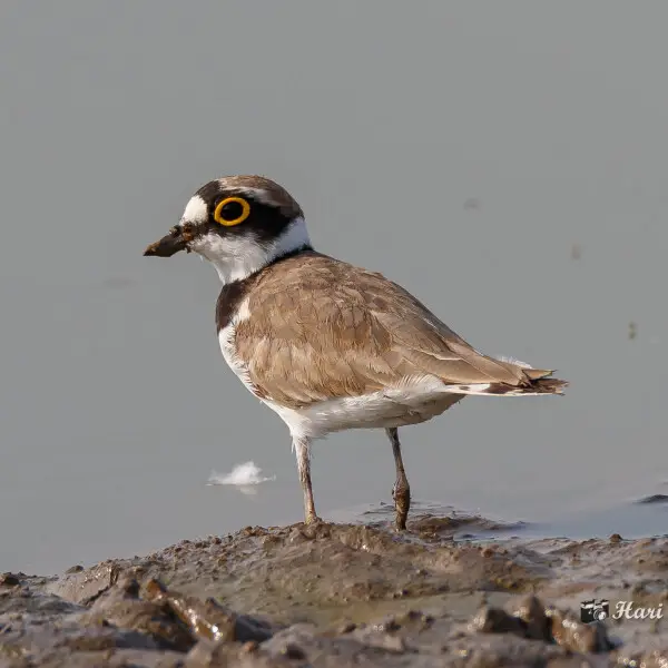 Little ringed plover - Facts, Diet, Habitat & Pictures on Animalia.bio