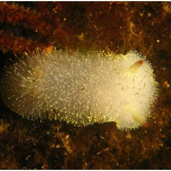 Acanthodoris nanaimoensis - Facts, Diet, Habitat & Pictures on Animalia.bio