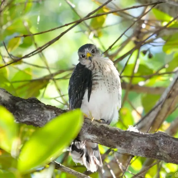Puerto Rican sharp-shinned hawk - Facts, Diet, Habitat & Pictures on ...
