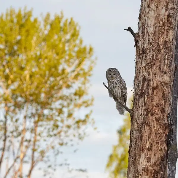 Ural Owl - Facts, Diet, Habitat & Pictures on Animalia.bio