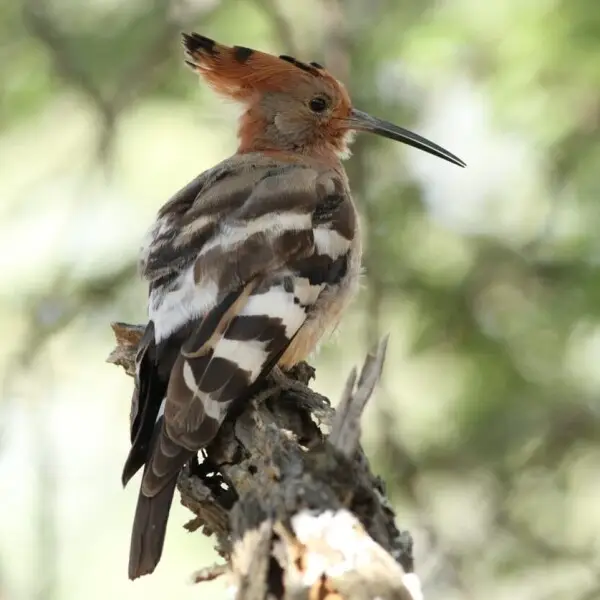 Одуд африканський - факти, дієта, ареал і фотографії на Animalia.bio