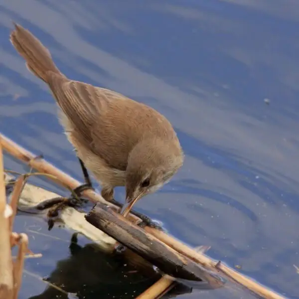 African reed warbler - Facts, Diet, Habitat & Pictures on Animalia.bio