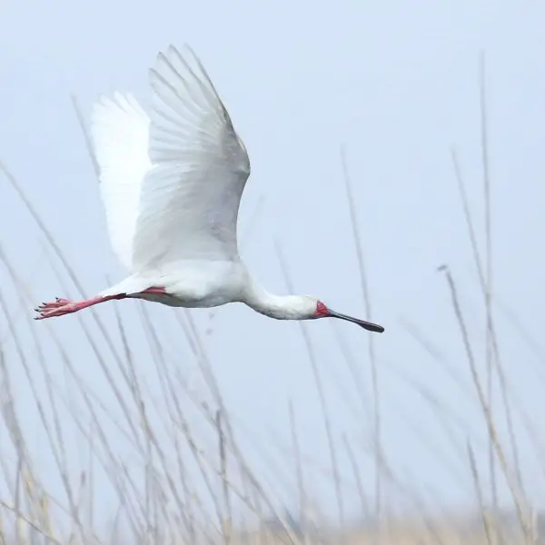 African Spoonbill - Facts, Diet, Habitat & Pictures on Animalia.bio