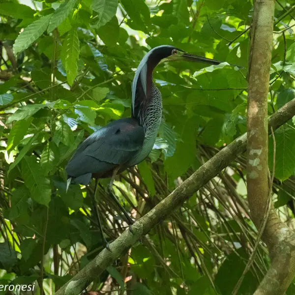 Agami heron - Facts, Diet, Habitat & Pictures on Animalia.bio