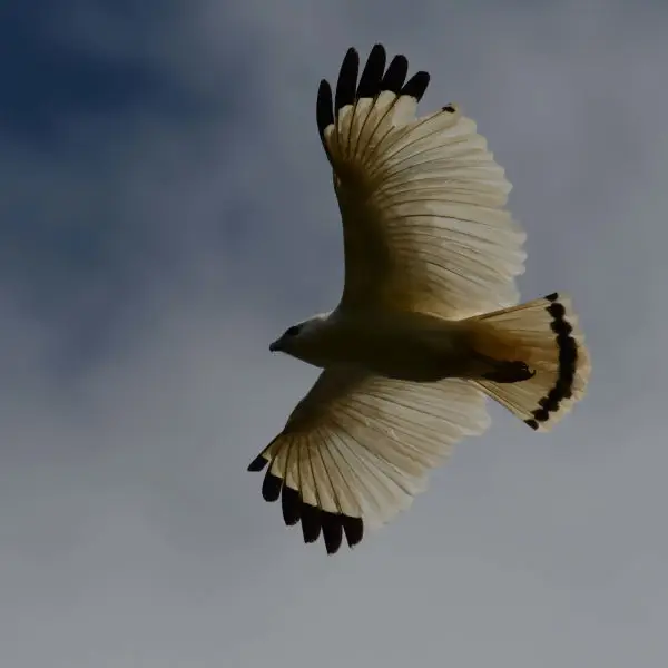 White Hawk - Facts, Diet, Habitat & Pictures on Animalia.bio