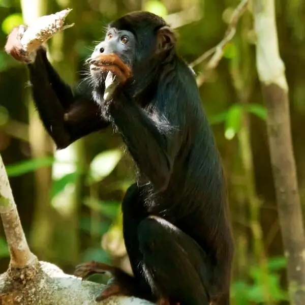Spix's red-handed howler - Facts, Diet, Habitat & Pictures on Animalia.bio