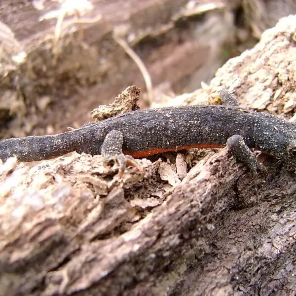 Alpine newt - Facts, Diet, Habitat & Pictures on Animalia.bio