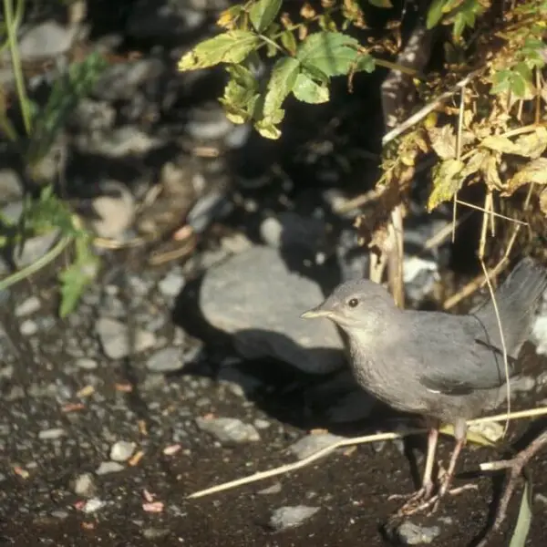 American dipper - Facts, Diet, Habitat & Pictures on Animalia.bio