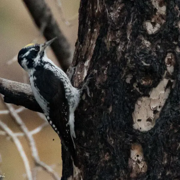 American three-toed woodpecker - Facts, Diet, Habitat & Pictures on ...
