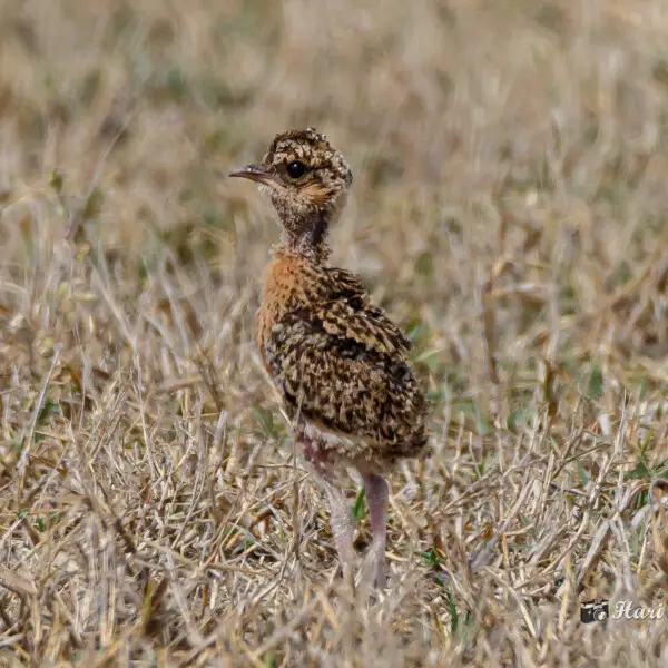 Indian courser - Facts, Diet, Habitat & Pictures on Animalia.bio