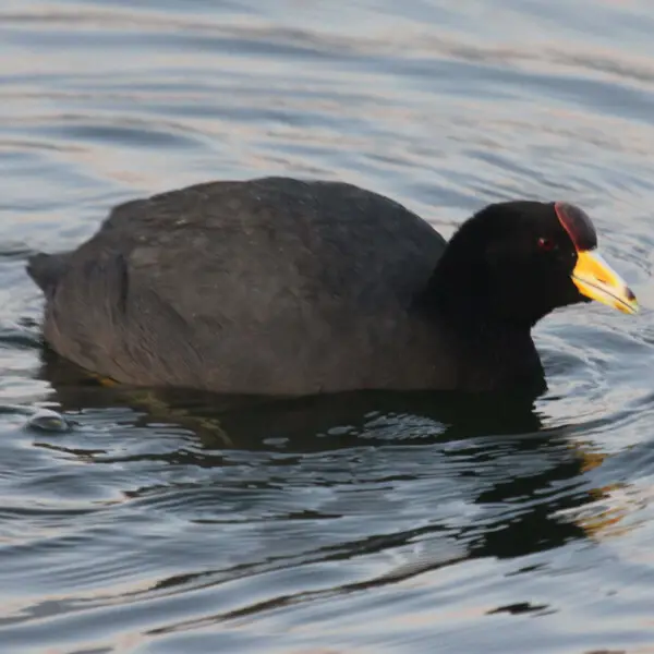 Andean coot - Facts, Diet, Habitat & Pictures on Animalia.bio