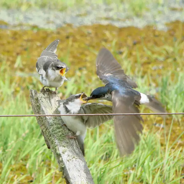 White-rumped swallow - Facts, Diet, Habitat & Pictures on Animalia.bio