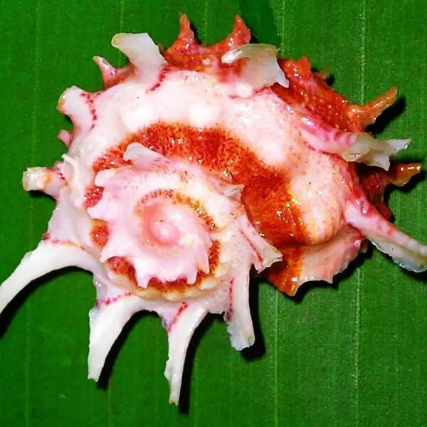 Angaria sphaerula - Fatti, dieta, habitat e immagini su Animalia.bio