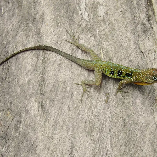 Anolis oculatus - Facts, Diet, Habitat & Pictures on Animalia.bio