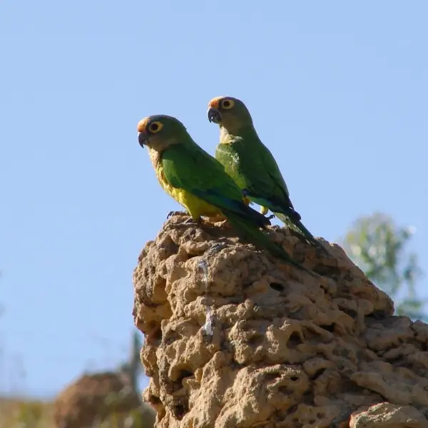 Peach-fronted parakeet - Facts, Diet, Habitat & Pictures on Animalia.bio
