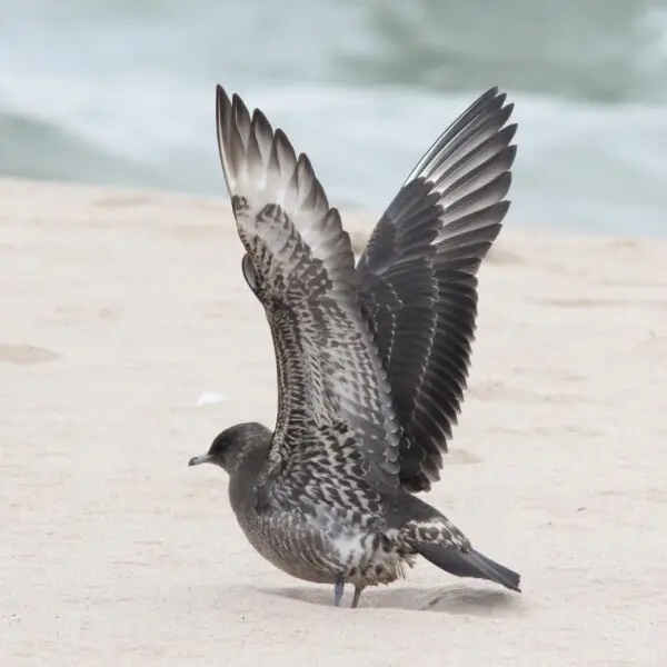 Parasitic jaeger - Facts, Diet, Habitat & Pictures on Animalia.bio