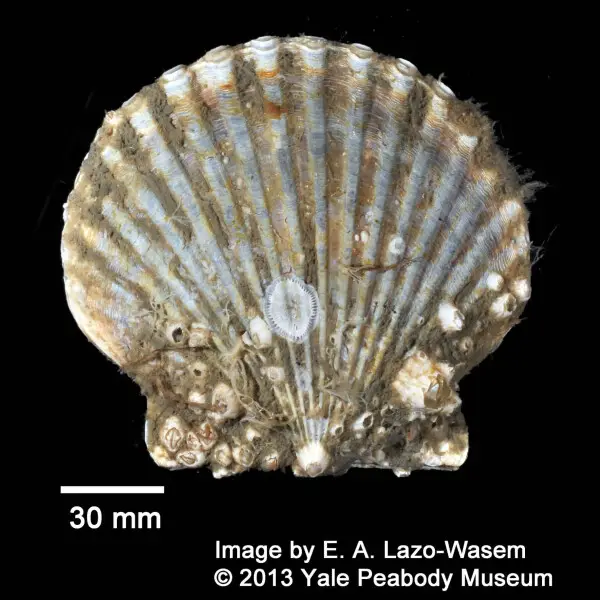 Argopecten irradians - Facts, Diet, Habitat & Pictures on Animalia.bio