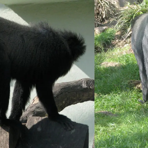 Hamlyn's monkey - Facts, Diet, Habitat & Pictures on Animalia.bio