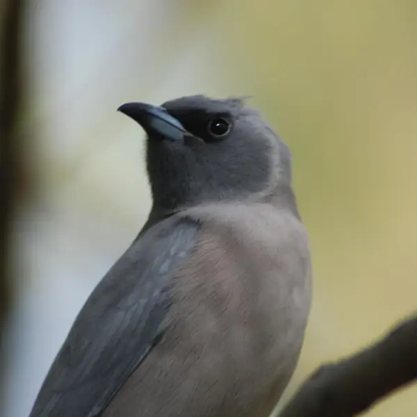 Masked woodswallow - Facts, Diet, Habitat & Pictures on Animalia.bio