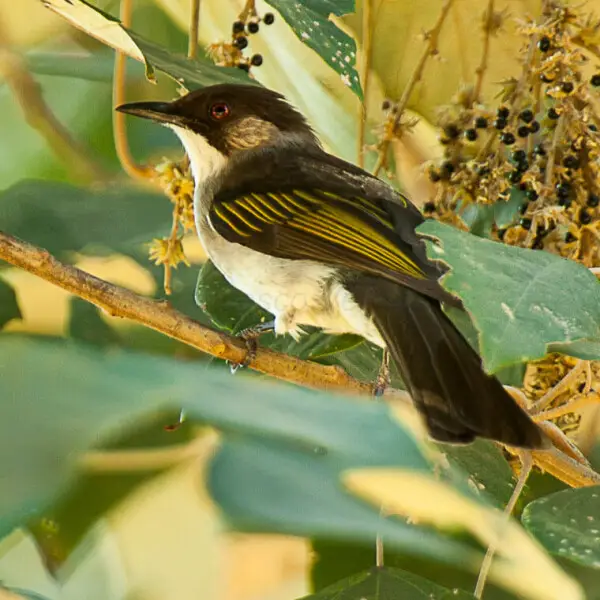 Ashy bulbul - Facts, Diet, Habitat & Pictures on Animalia.bio