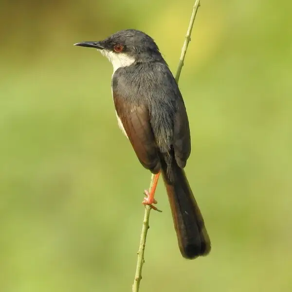 Ashy prinia - Facts, Diet, Habitat & Pictures on Animalia.bio