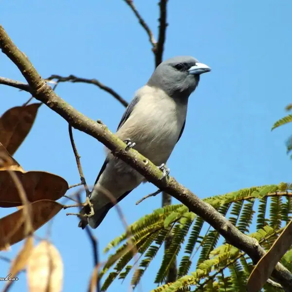 Ashy woodswallow - Facts, Diet, Habitat & Pictures on Animalia.bio