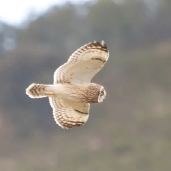 Pueo - Facts, Diet, Habitat & Pictures on Animalia.bio