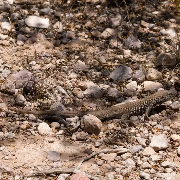 Western whiptail - Facts, Diet, Habitat & Pictures on Animalia.bio