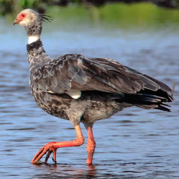 Southern screamer - Facts, Diet, Habitat & Pictures on Animalia.bio