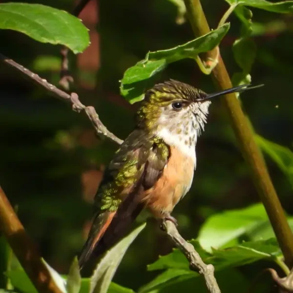 Bumblebee hummingbird - Facts, Diet, Habitat & Pictures on Animalia.bio