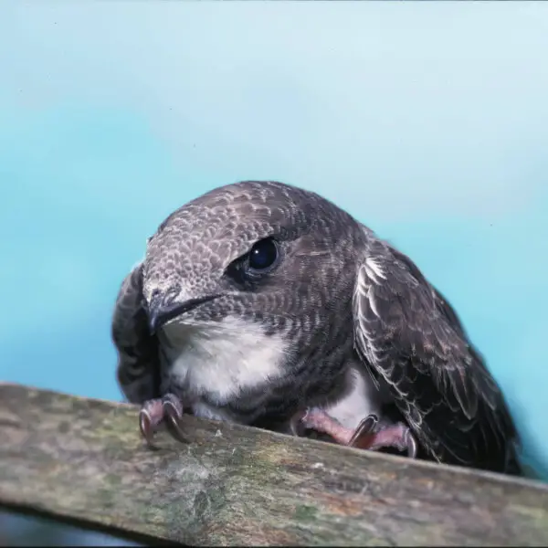 Alpine swift - Facts, Diet, Habitat & Pictures on Animalia.bio