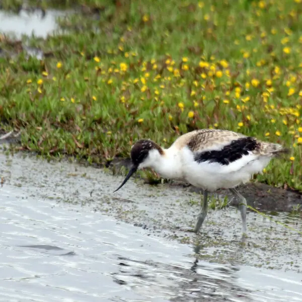 Pied avocet - Facts, Diet, Habitat & Pictures on Animalia.bio