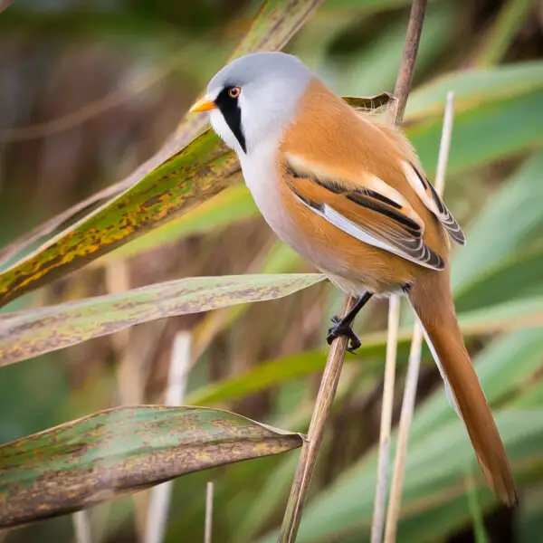 Bearded reedling - Facts, Diet, Habitat & Pictures on Animalia.bio