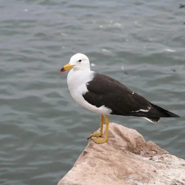 Belcher's gull - Facts, Diet, Habitat & Pictures on Animalia.bio
