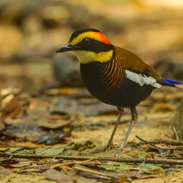 Malayan banded pitta - Facts, Diet, Habitat & Pictures on Animalia.bio